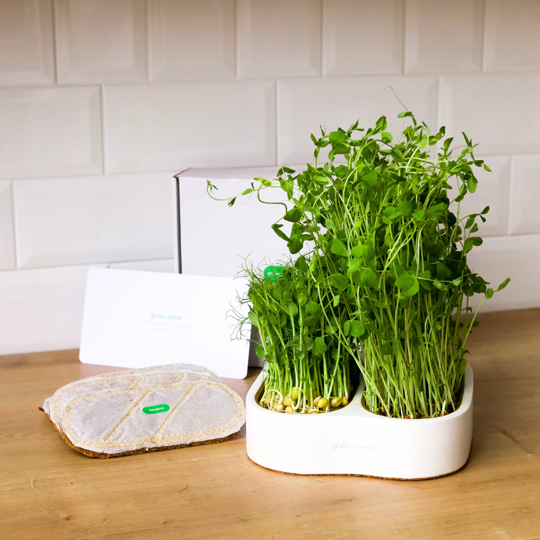 Complete Home Microgreens Growing Kit: big all-in kit – Green-chief.eu